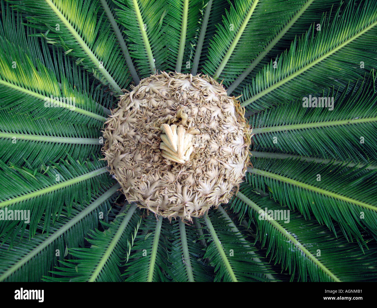 Female sago palm cycas revoluta -Fotos und -Bildmaterial in hoher ...