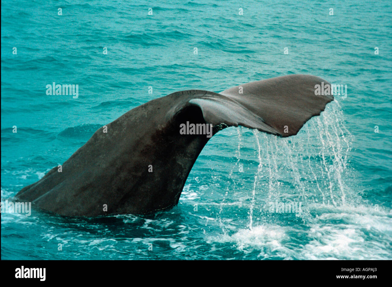 Pottwale physeter catodon -Fotos und -Bildmaterial in hoher Auflösung ...