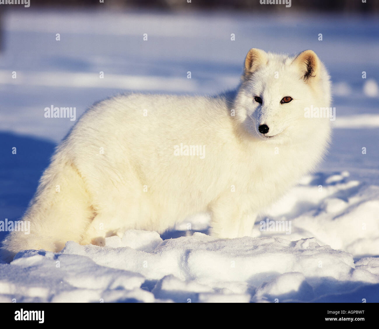 USA, Alaska. Polarfuchs im Wintermantel Stockfotografie - Alamy