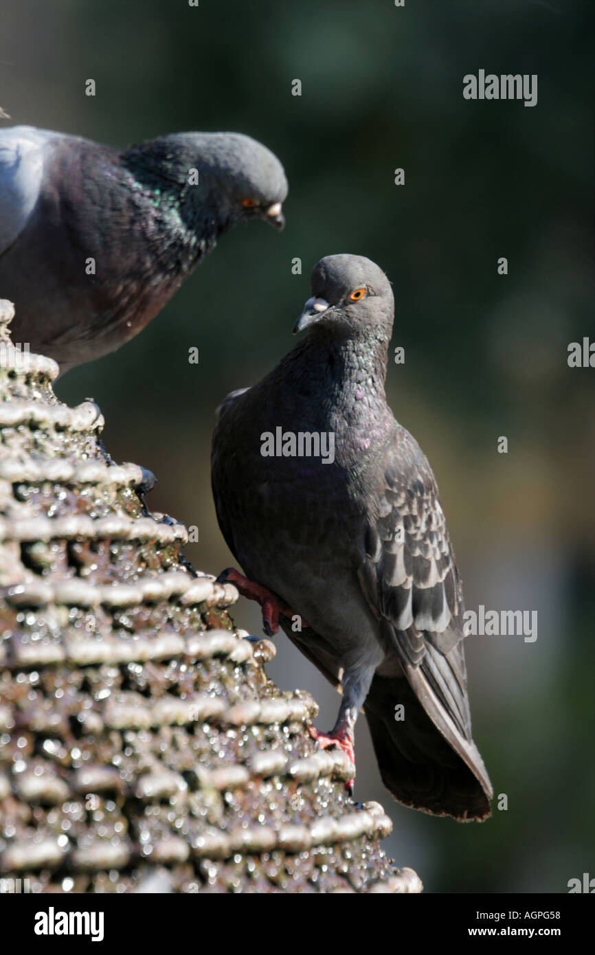 Taubenpaar Bilder Stockfotos und -bilder Kaufen - Alamy