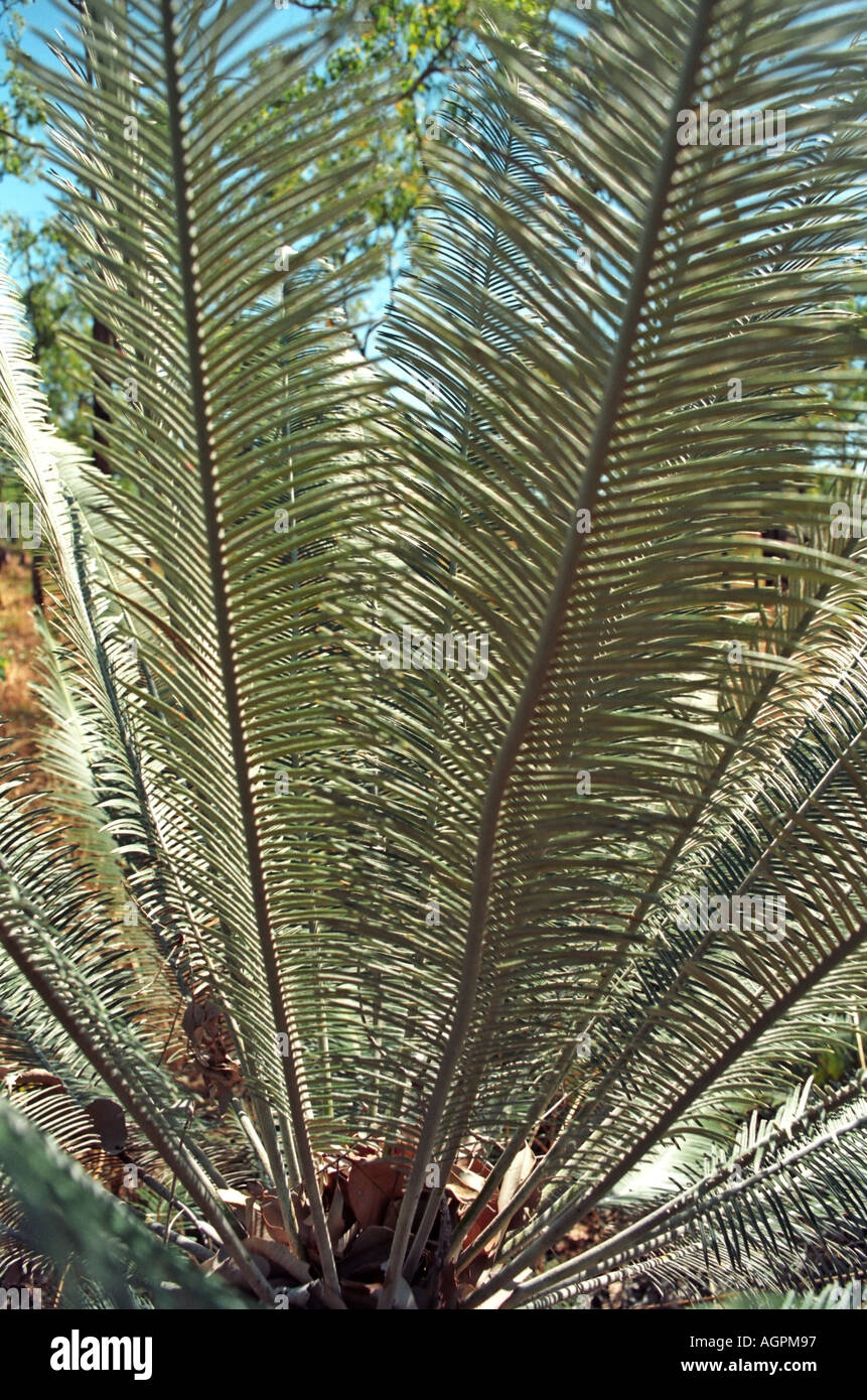 Cycad cycas calcicola -Fotos und -Bildmaterial in hoher Auflösung – Alamy