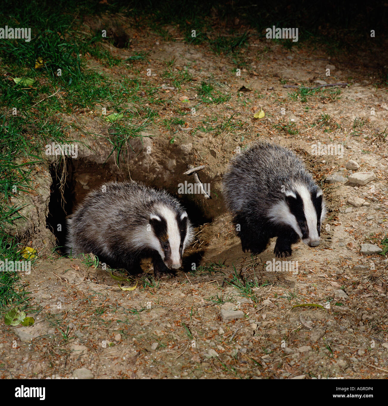 Jugendliche dachs -Fotos und -Bildmaterial in hoher Auflösung – Alamy
