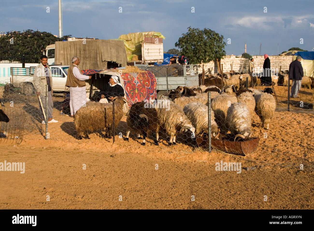 Tripoli, Libyen. Schaf-Hersteller bieten Schafe für Eid al-Adha, das ...