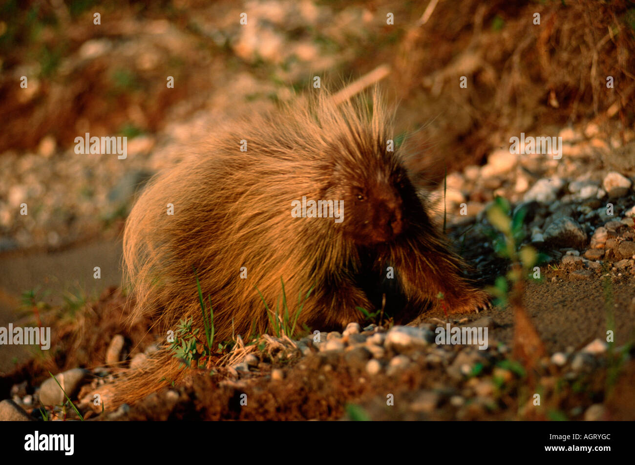 Urson erethizon dorsatum -Fotos und -Bildmaterial in hoher Auflösung ...