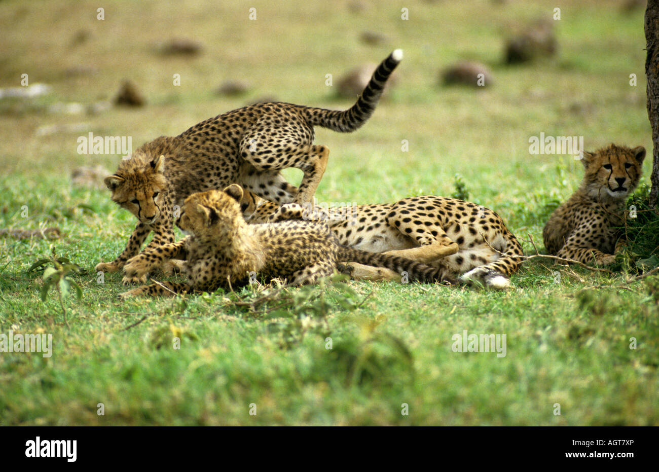 junge Welpen spielen Gepard Geparden Afrika Savanne Tier Wildkatzen ...