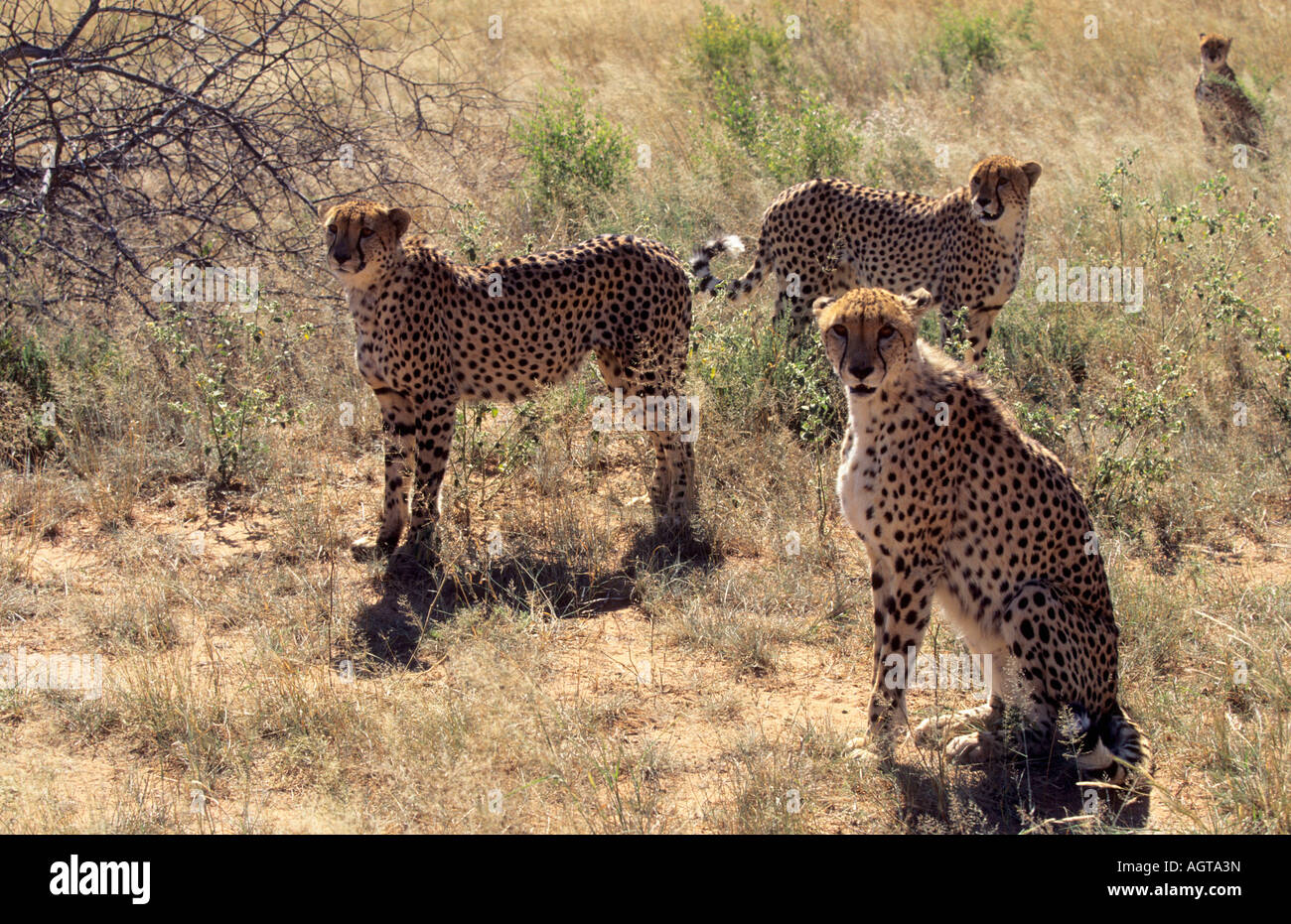 Gepard Geparden Afrika Savanne Tier Wildkatzen Wildkatze Raubkatze ...