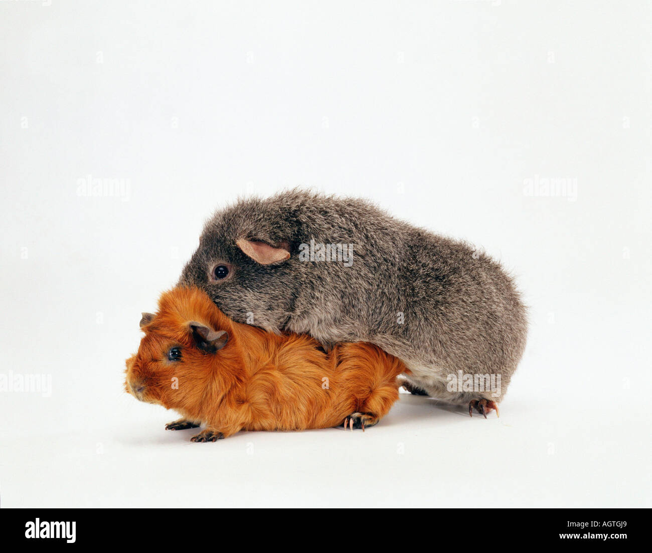 Pigs mating Stockfotos und -bilder Kaufen - Alamy