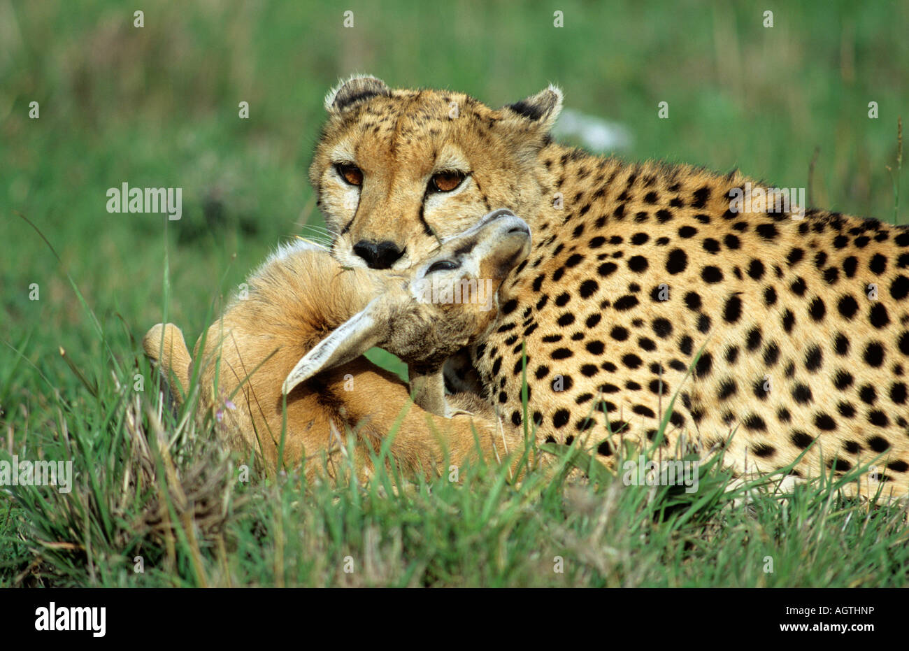 einzigartige Beute Essen Jäger Gazelle Gepard Afrika Savanne Tier ...