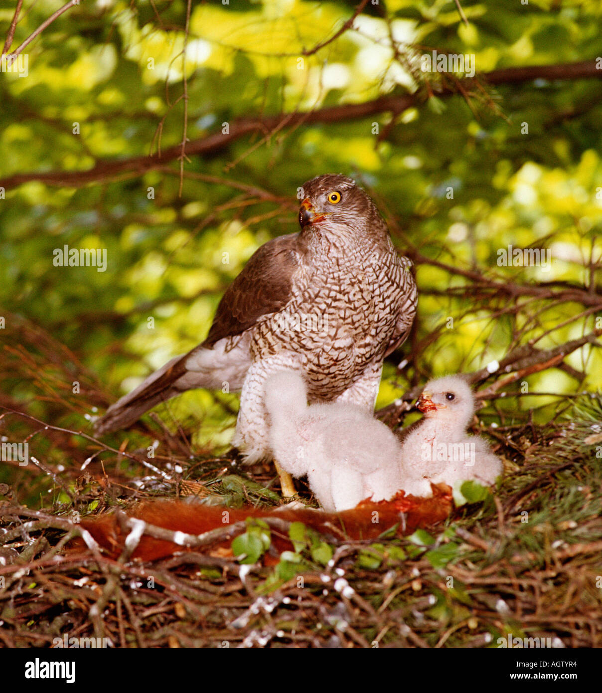 Accipiter gentilis nest -Fotos und -Bildmaterial in hoher Auflösung – Alamy