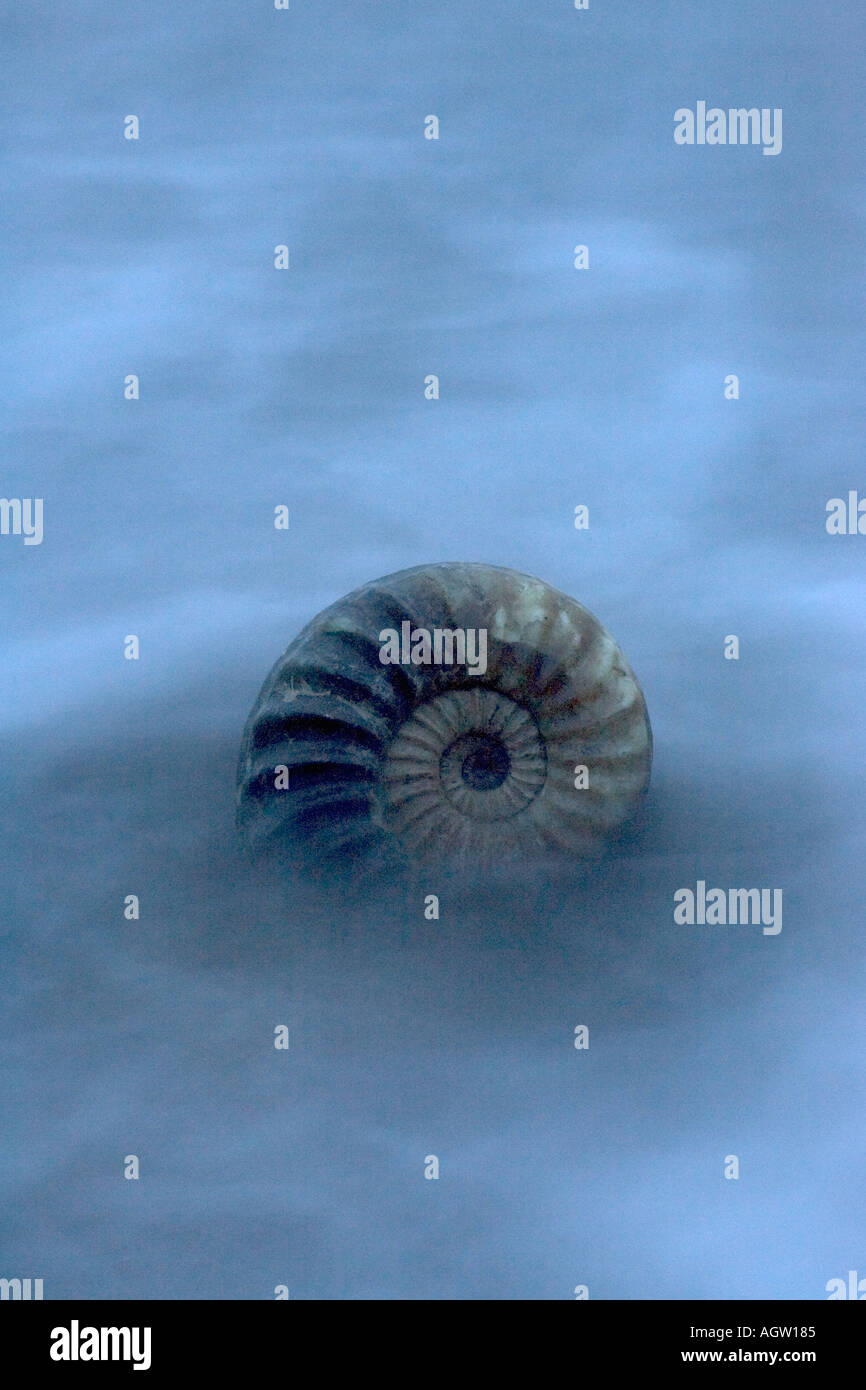 Ammonit Fossil im Meer Stockfotografie - Alamy