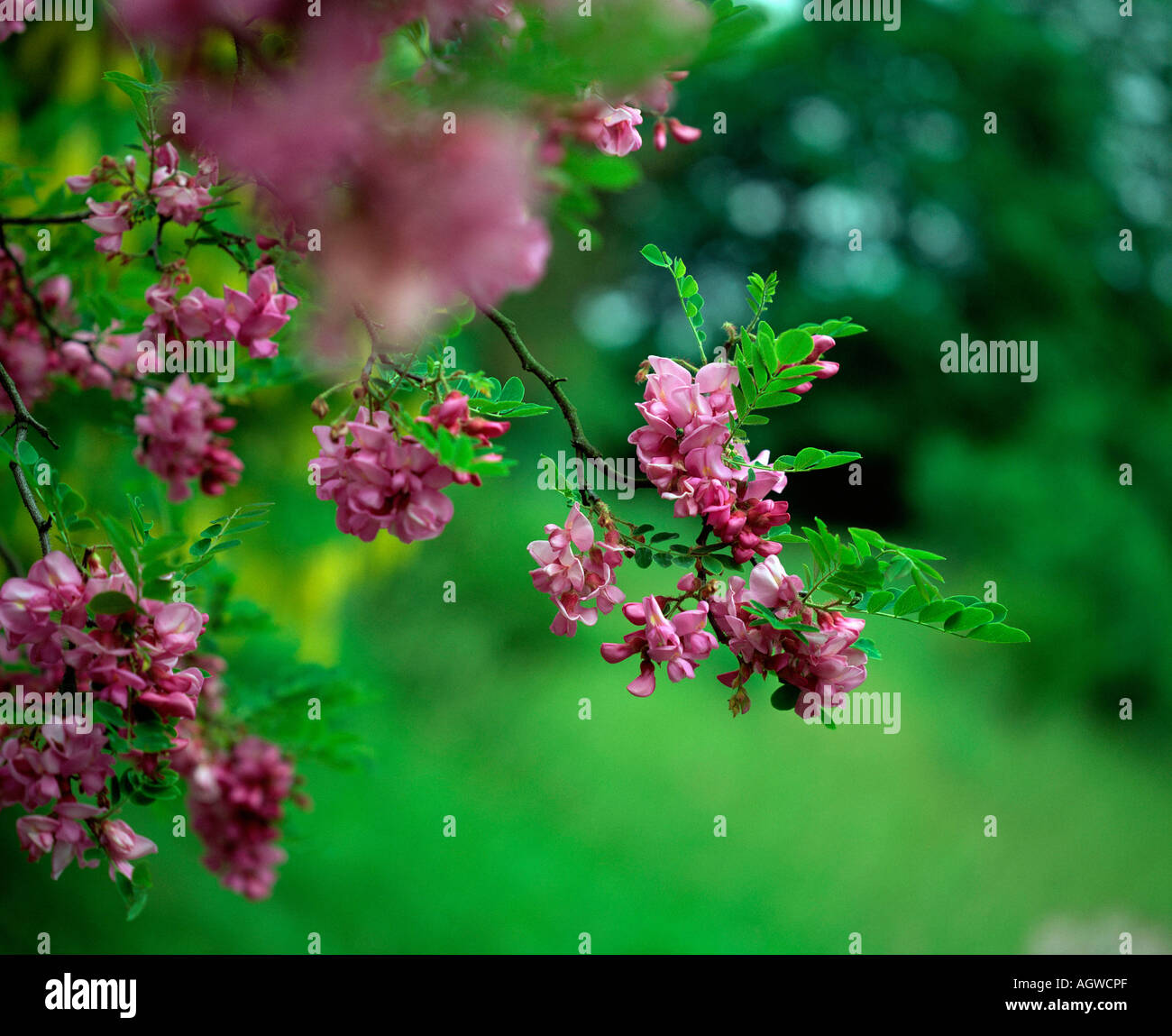 Robinia hispida -Fotos und -Bildmaterial in hoher Auflösung – Alamy