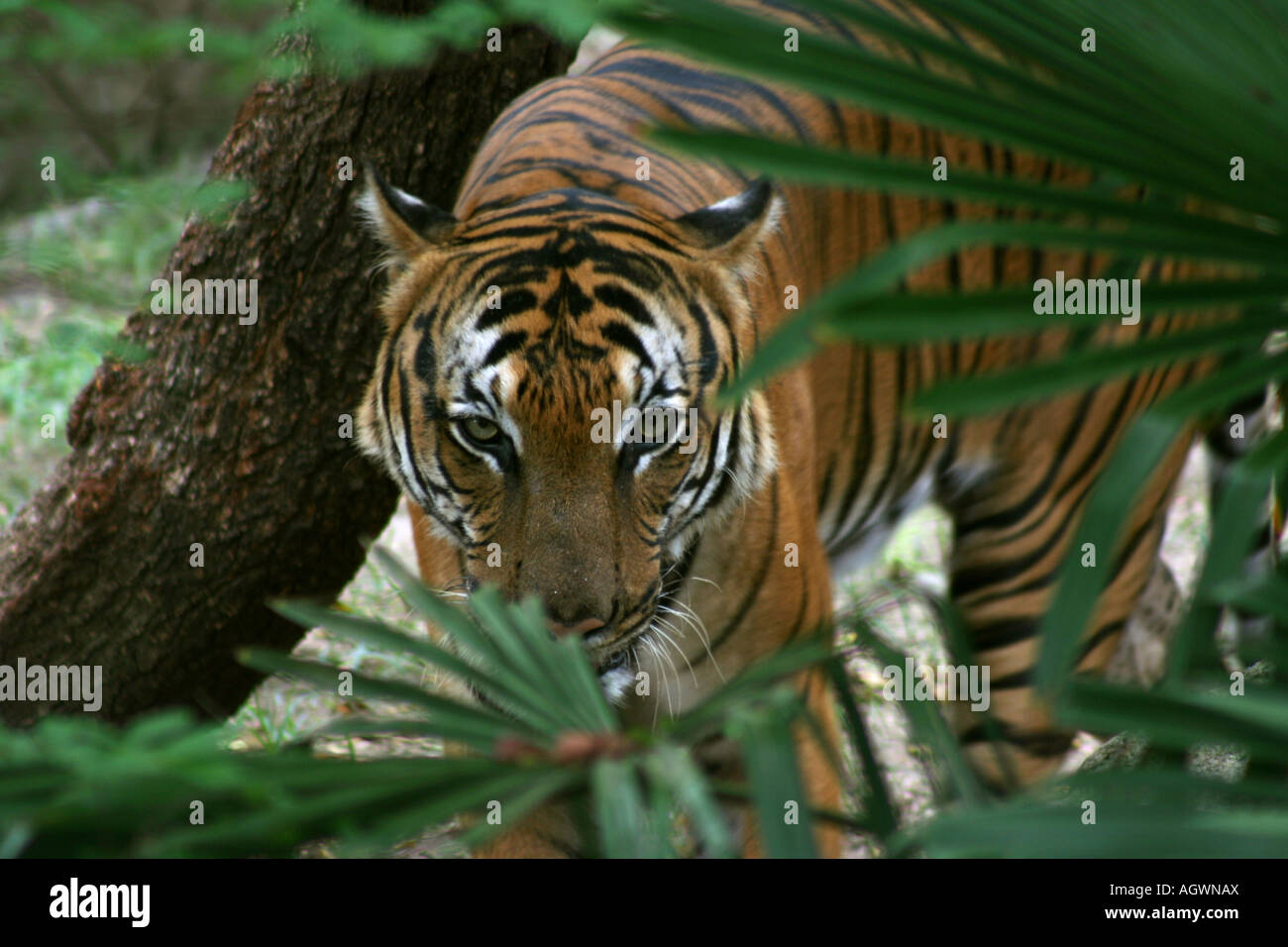 Tiger im Dschungel Stockfotografie - Alamy