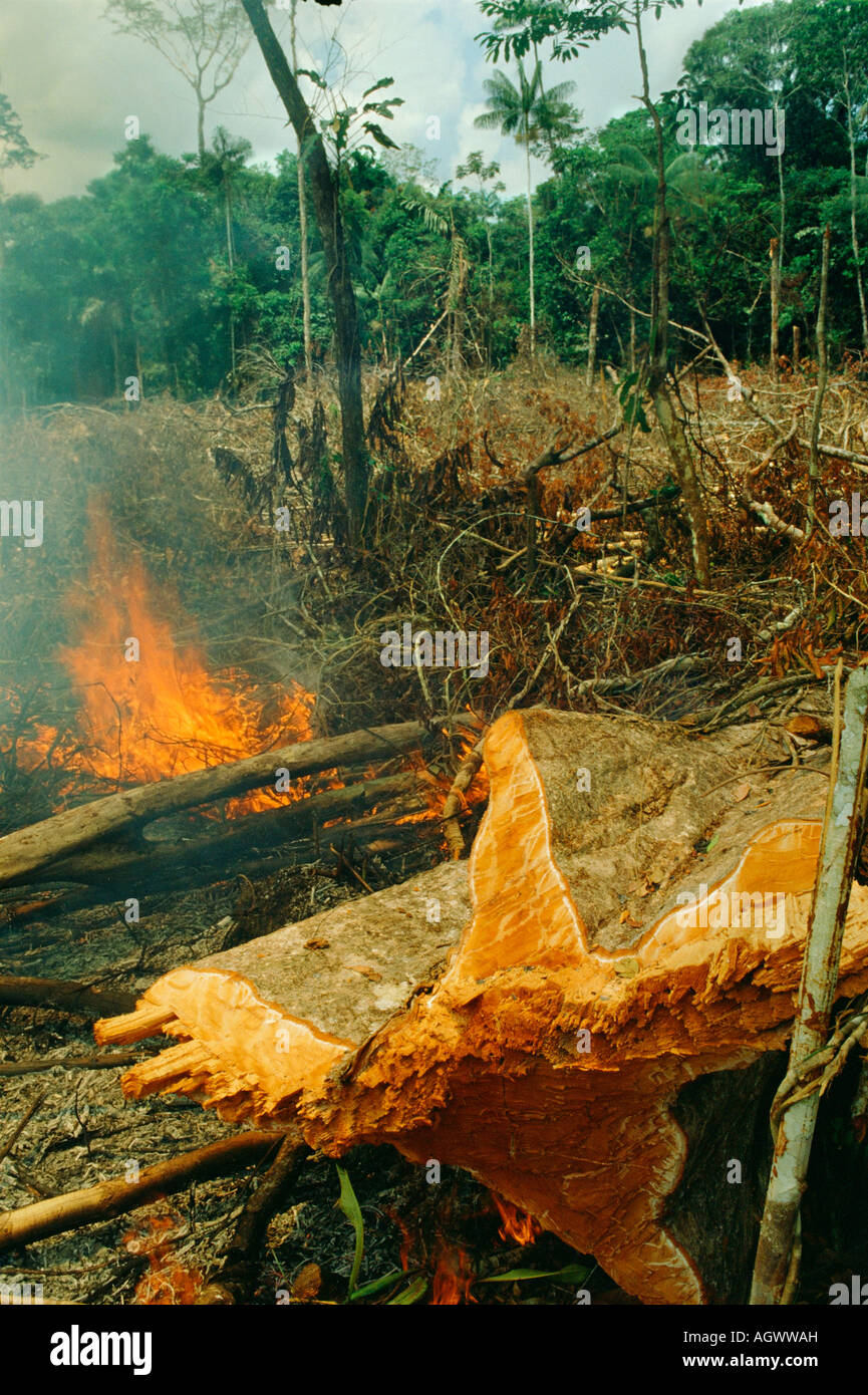 Slash and Burn Agriculture: Wald wird für den Anbau in Amazonas-Region ...