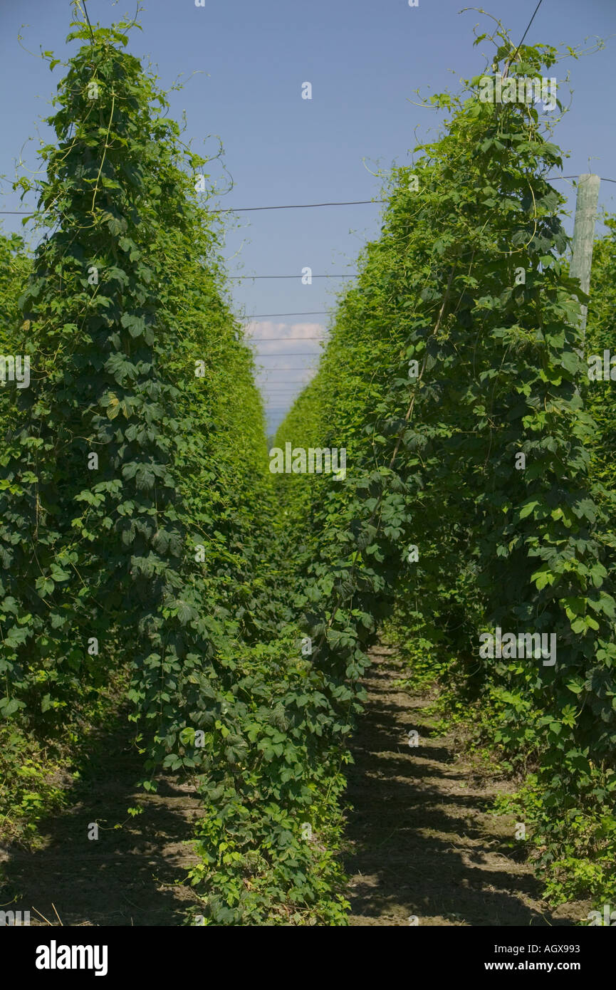 Hops cultivation farming farm -Fotos und -Bildmaterial in hoher ...