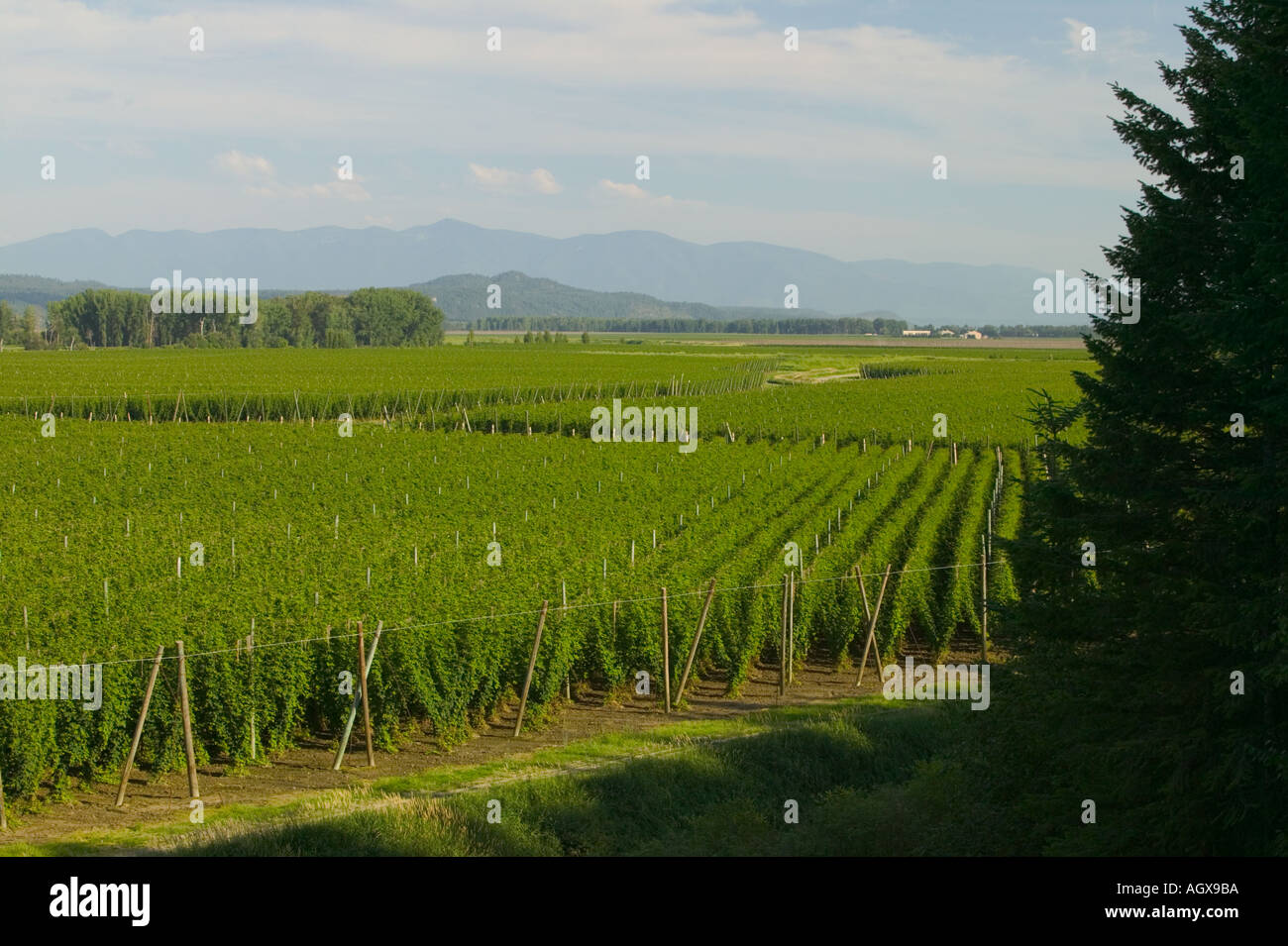Hops cultivation farming farm -Fotos und -Bildmaterial in hoher ...