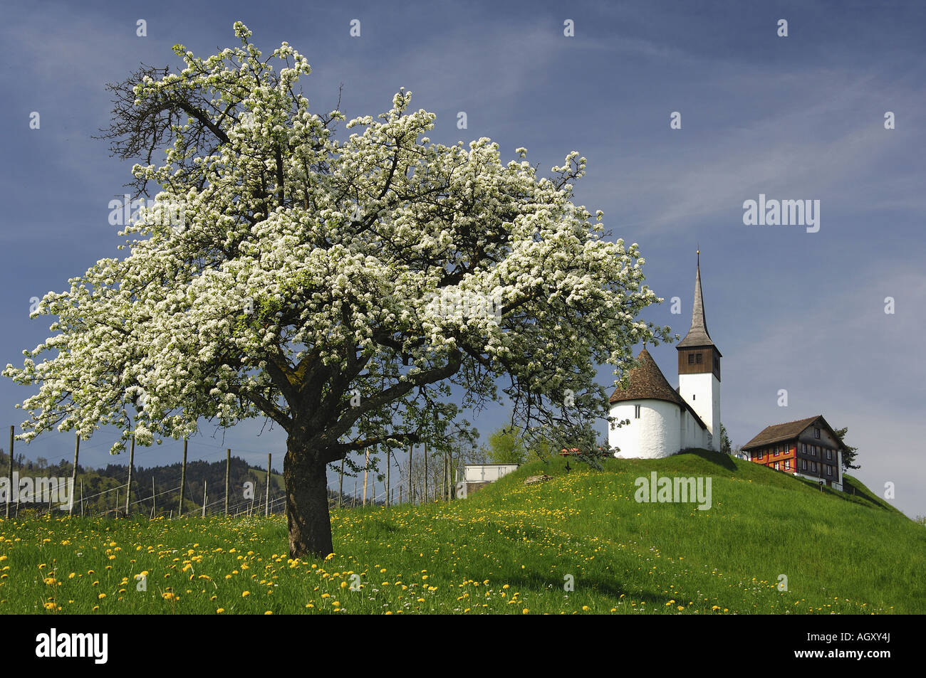 Switzerland apple trees fruit trees -Fotos und -Bildmaterial in hoher ...