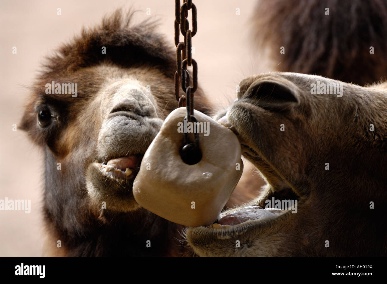 Kamel zunge -Fotos und -Bildmaterial in hoher Auflösung – Alamy