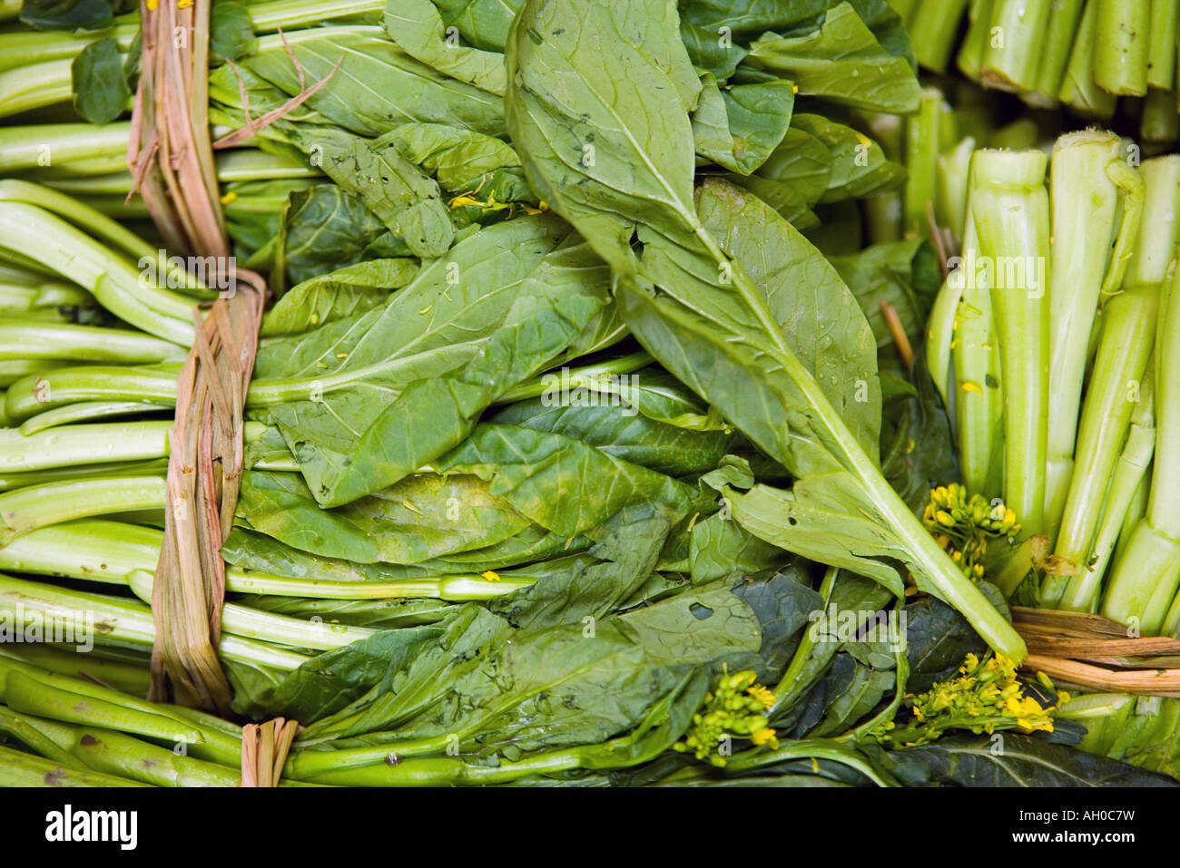 Asiatische senfsorten -Fotos und -Bildmaterial in hoher Auflösung – Alamy