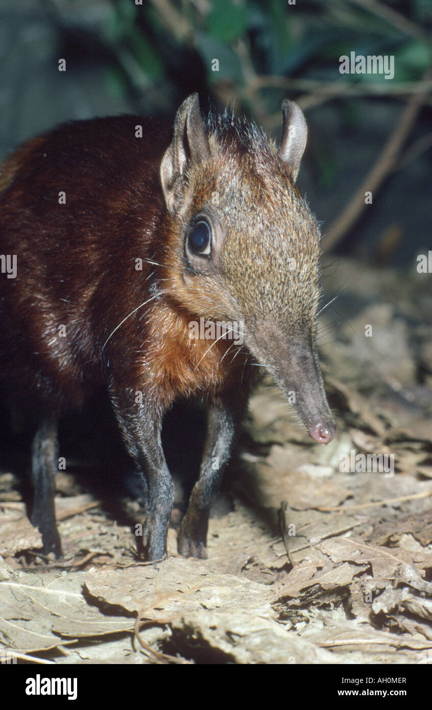 Goldene indische Elefant Spitzmaus Rynchocyon Chrysopygus Nsectivora ...