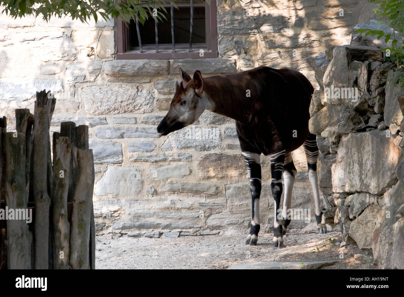 Das Okapi Okapia Johnstoni ist ein Säugetier der Ituri Rainforest in ...