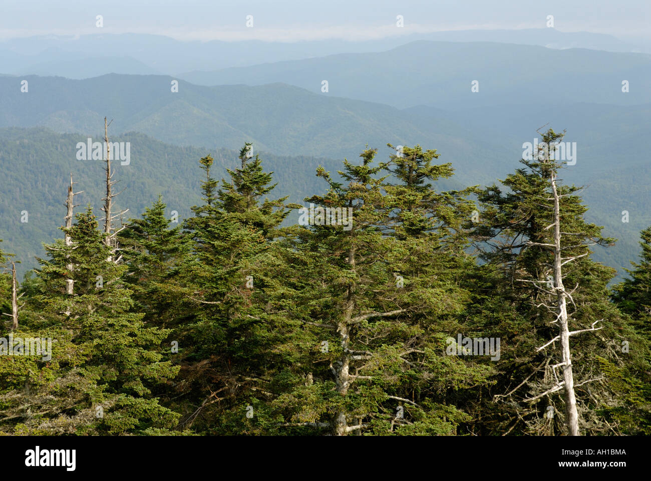 Fichten tannenwald -Fotos und -Bildmaterial in hoher Auflösung – Alamy