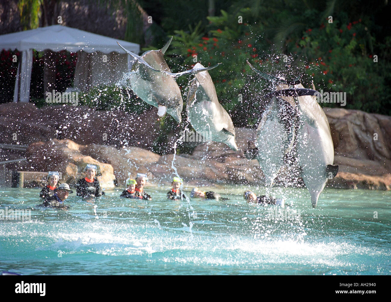 Delfine delfine delfine delfine delfine delfine -Fotos und ...