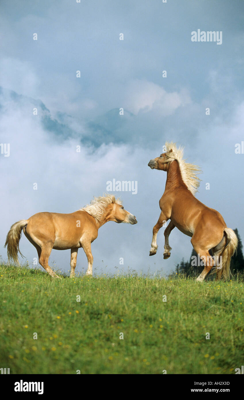 Haflinger horse rearing meadow -Fotos und -Bildmaterial in hoher ...