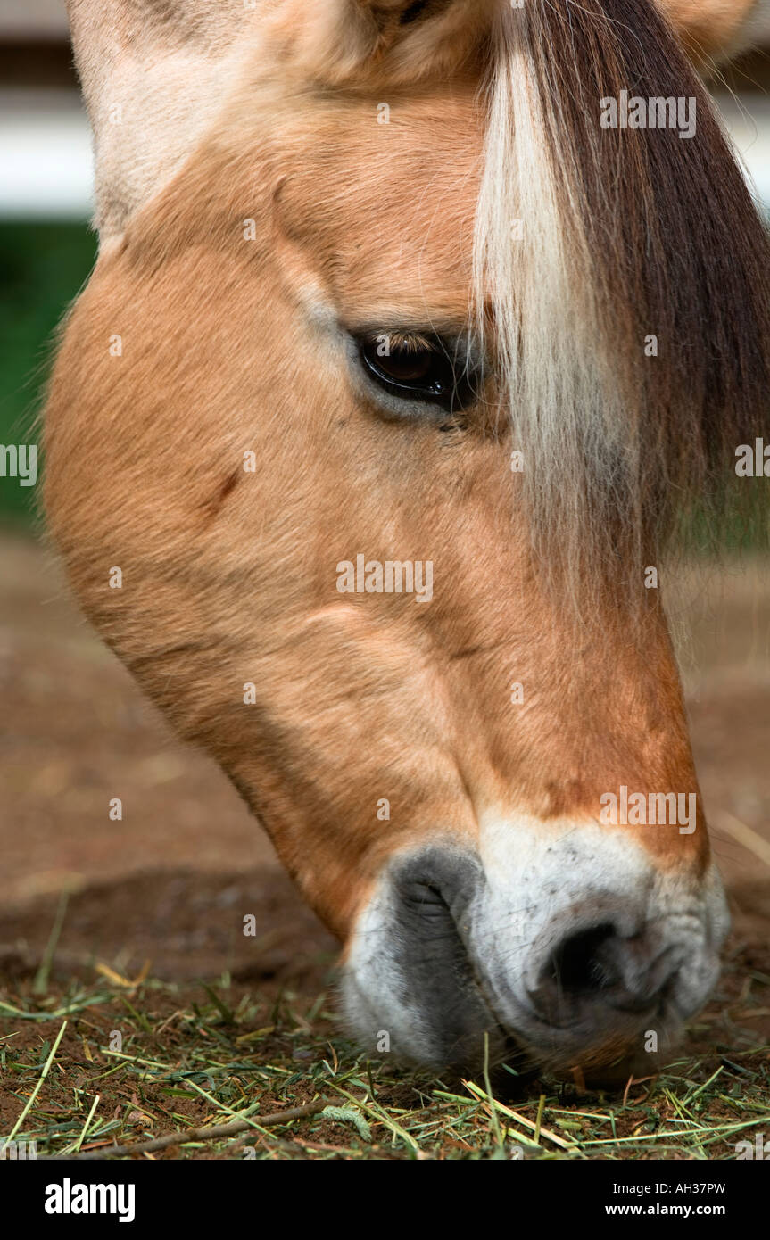 Horse eating close up detail -Fotos und -Bildmaterial in hoher ...