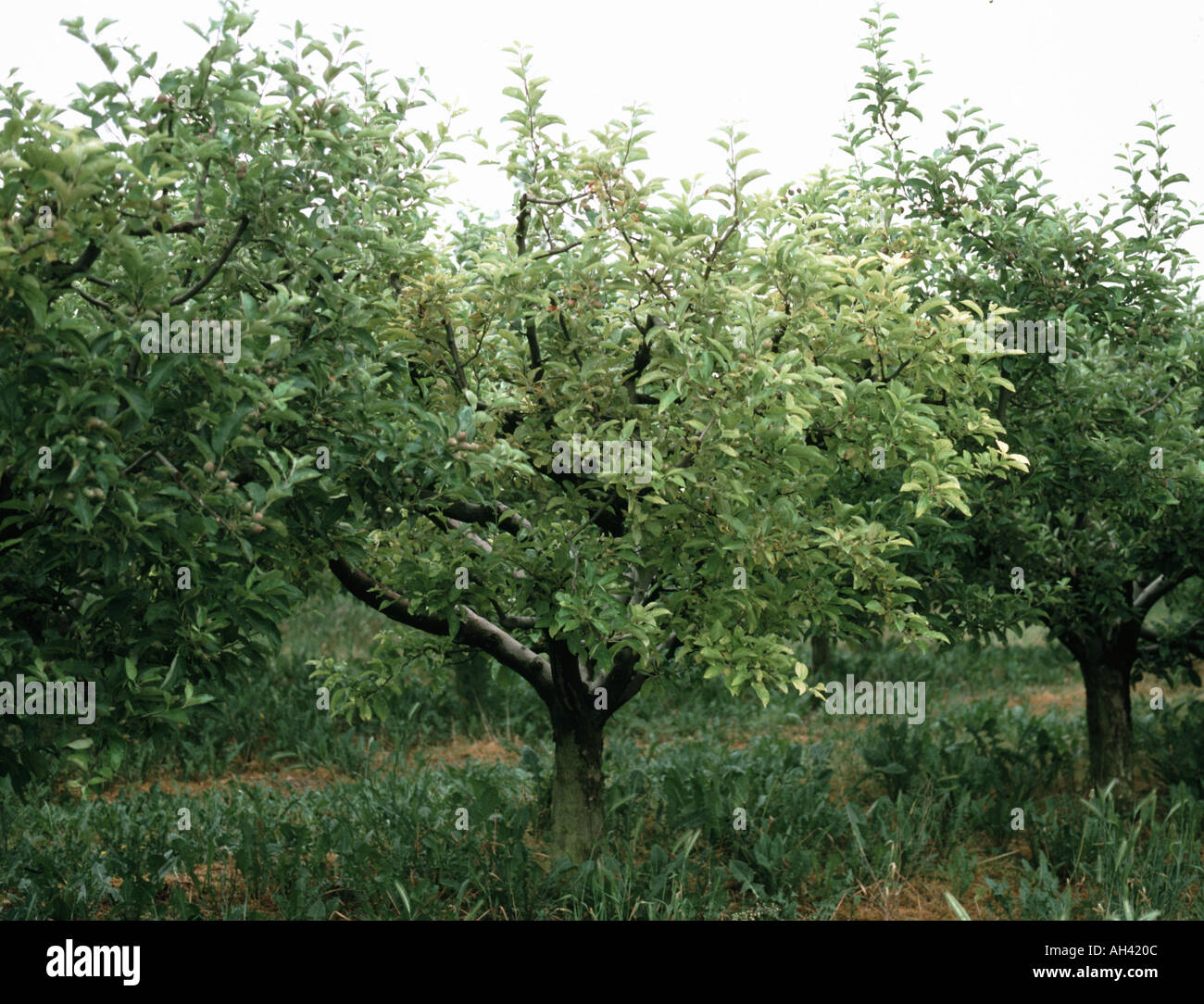 Schäden an einem Apfelbaum Frucht Baum rote Spinne Milben Panonychus ...