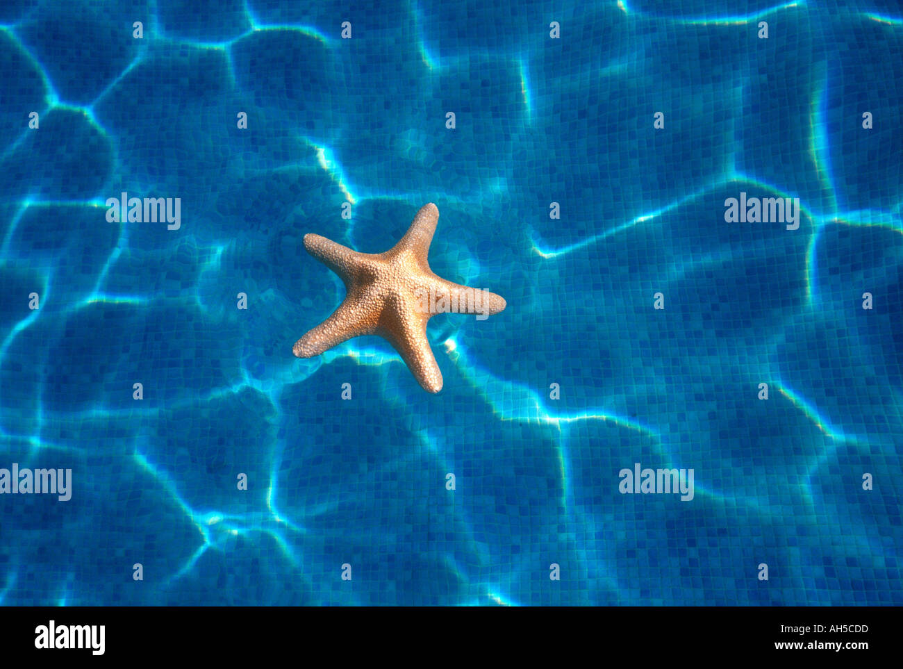Schwimmender seestern -Fotos und -Bildmaterial in hoher Auflösung – Alamy