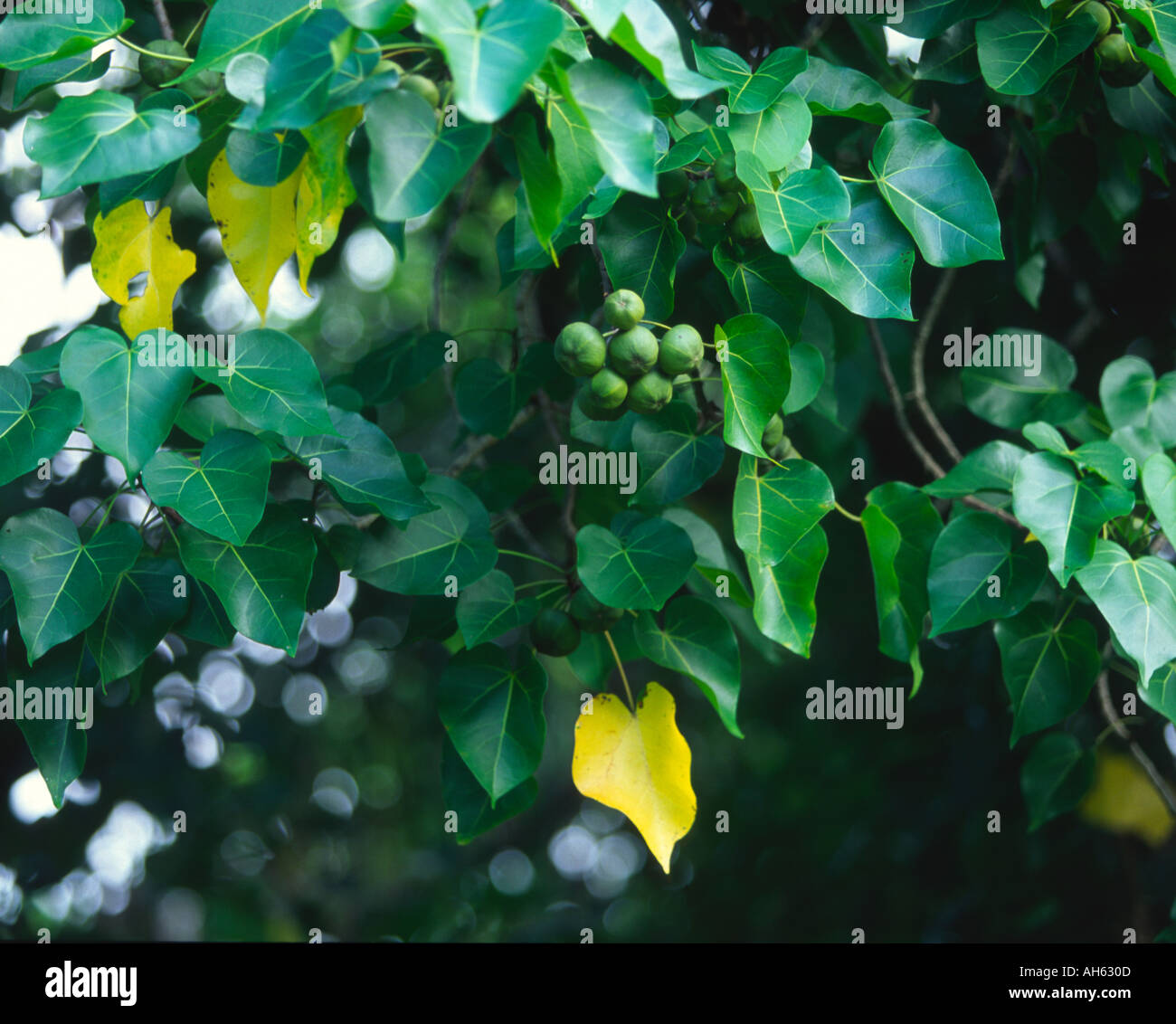 Kukui nuss -Fotos und -Bildmaterial in hoher Auflösung – Alamy