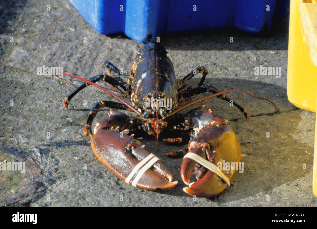 Homarus vulgaris -Fotos und -Bildmaterial in hoher Auflösung – Alamy