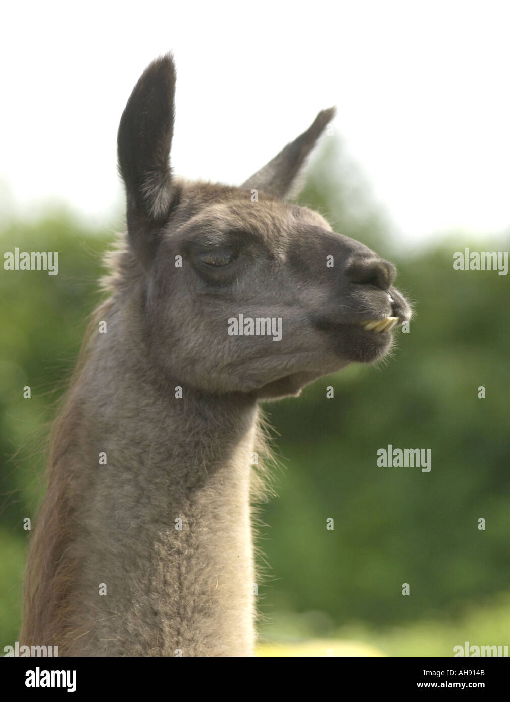 Lama spucken -Fotos und -Bildmaterial in hoher Auflösung – Alamy