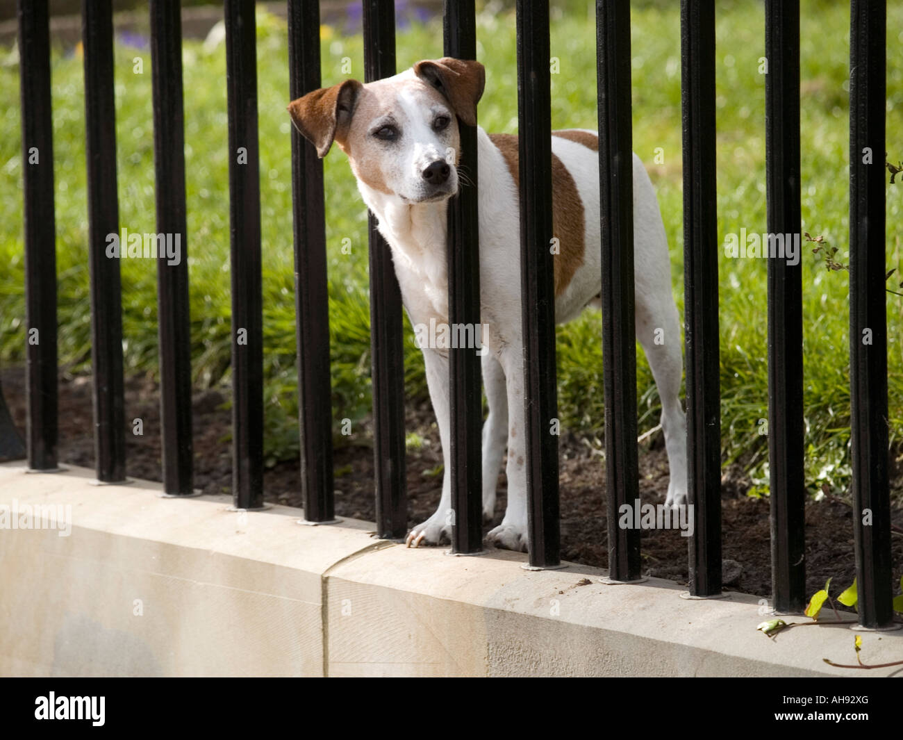 English fox terrier dog -Fotos und -Bildmaterial in hoher Auflösung – Alamy