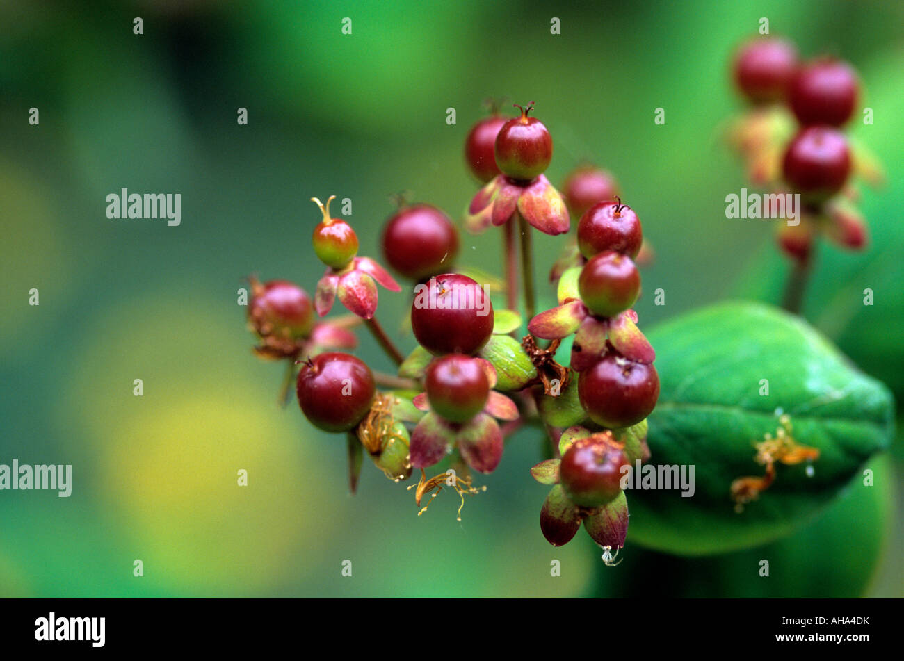 Hypericum perforatum berries -Fotos und -Bildmaterial in hoher ...