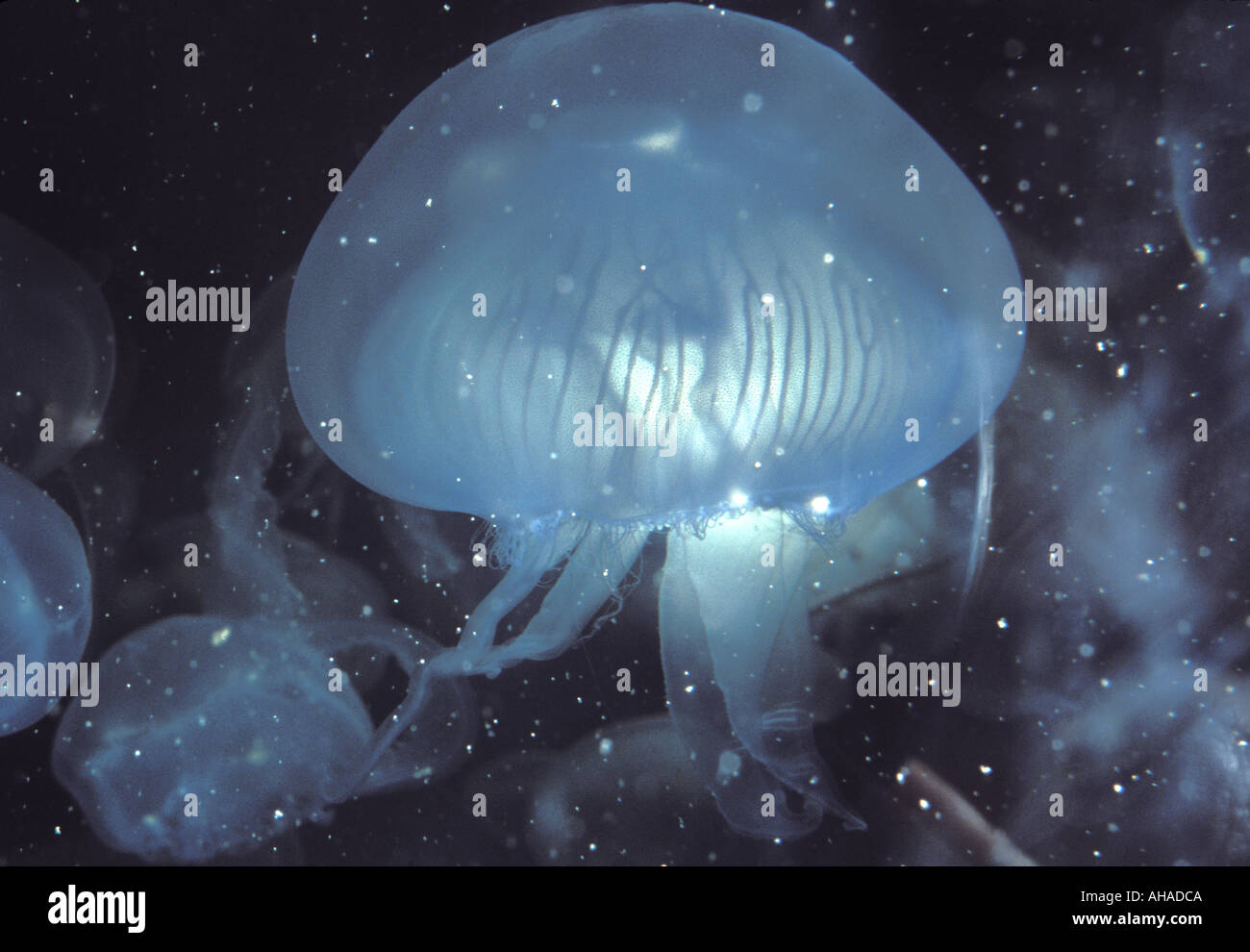 Quallen meerestiere -Fotos und -Bildmaterial in hoher Auflösung – Alamy