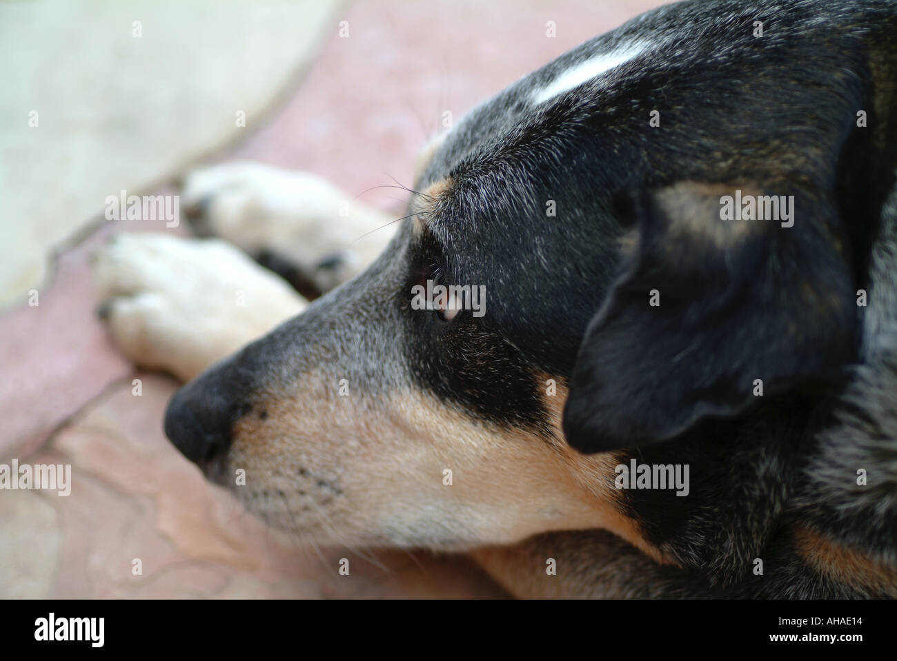 Traurige hunde -Fotos und -Bildmaterial in hoher Auflösung – Alamy