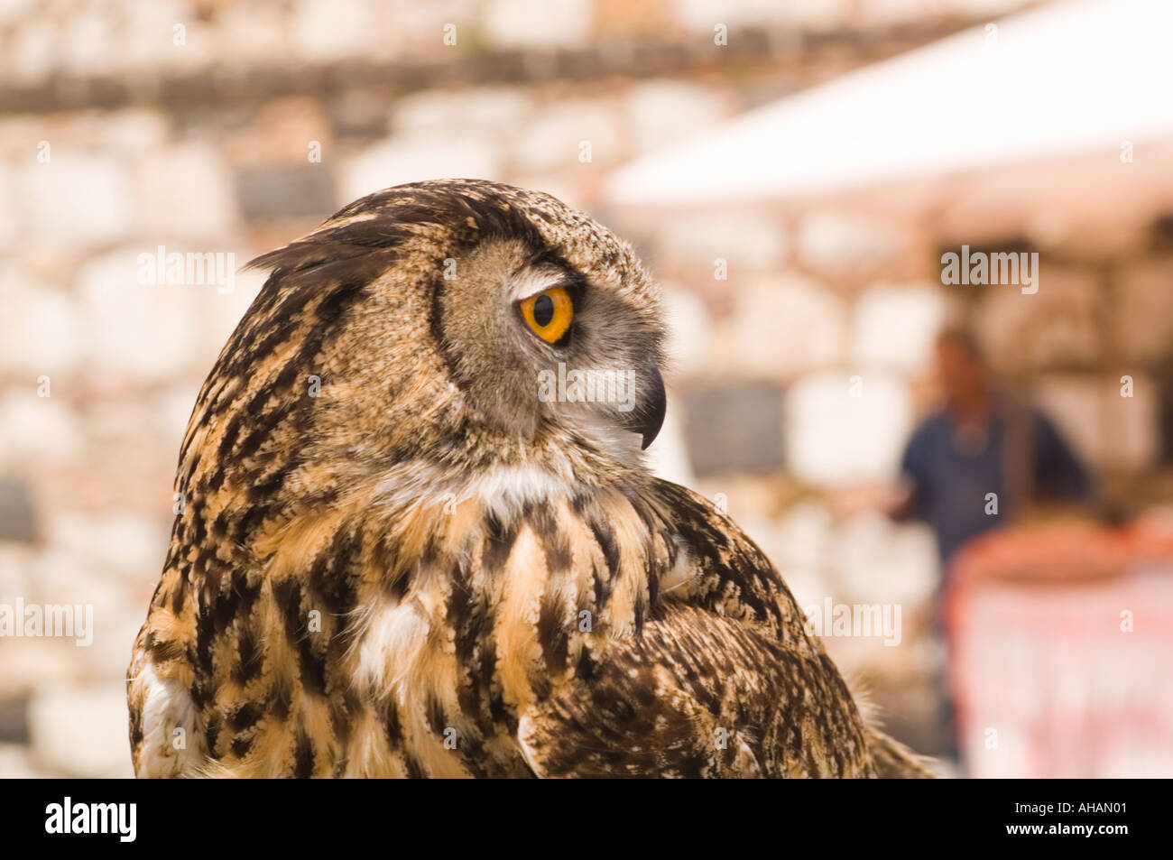 Europäische Uhus Kopf im Profil auf Platz in Castelmola Sizilien wo ...