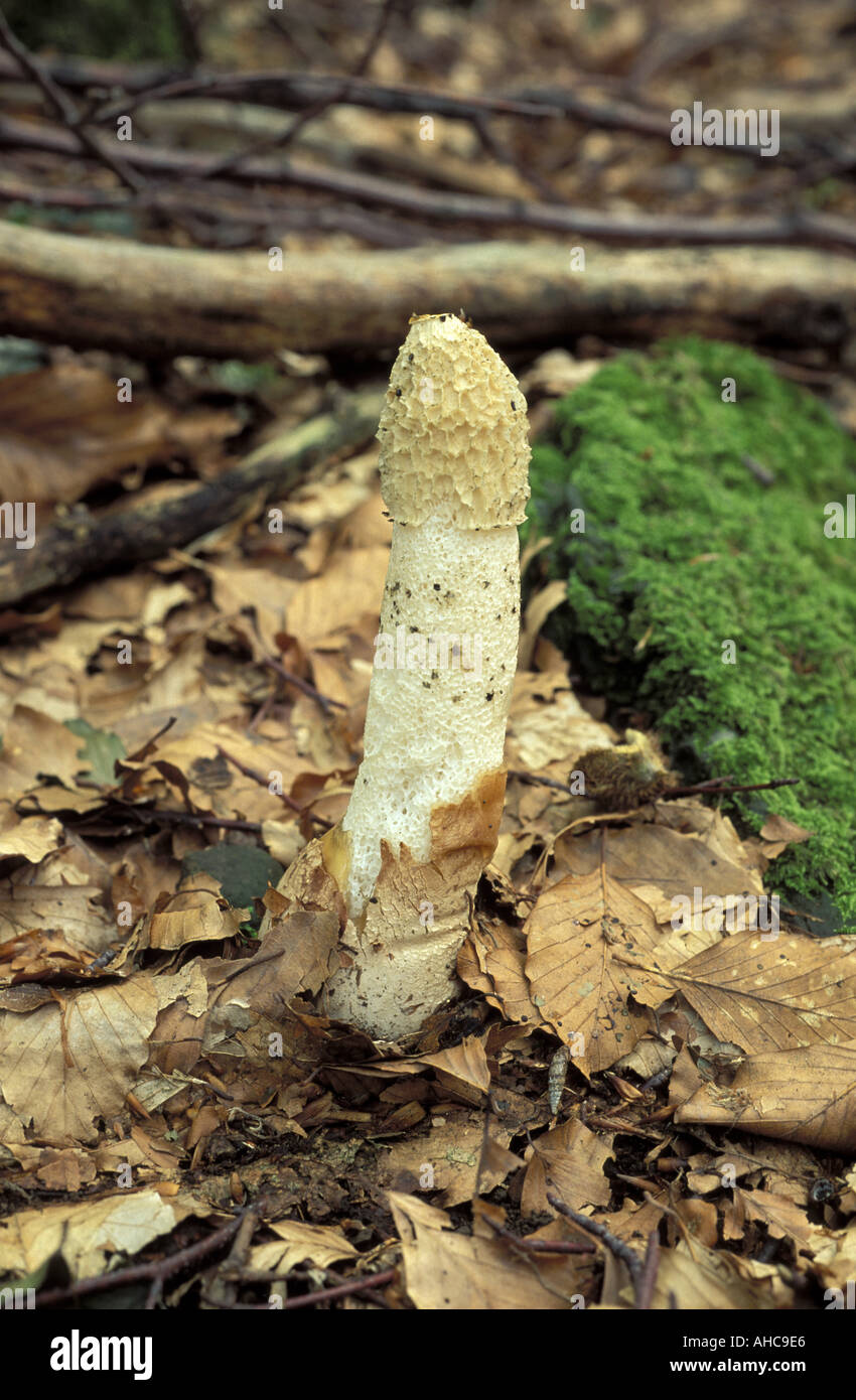Comt phallique -Fotos und -Bildmaterial in hoher Auflösung – Alamy