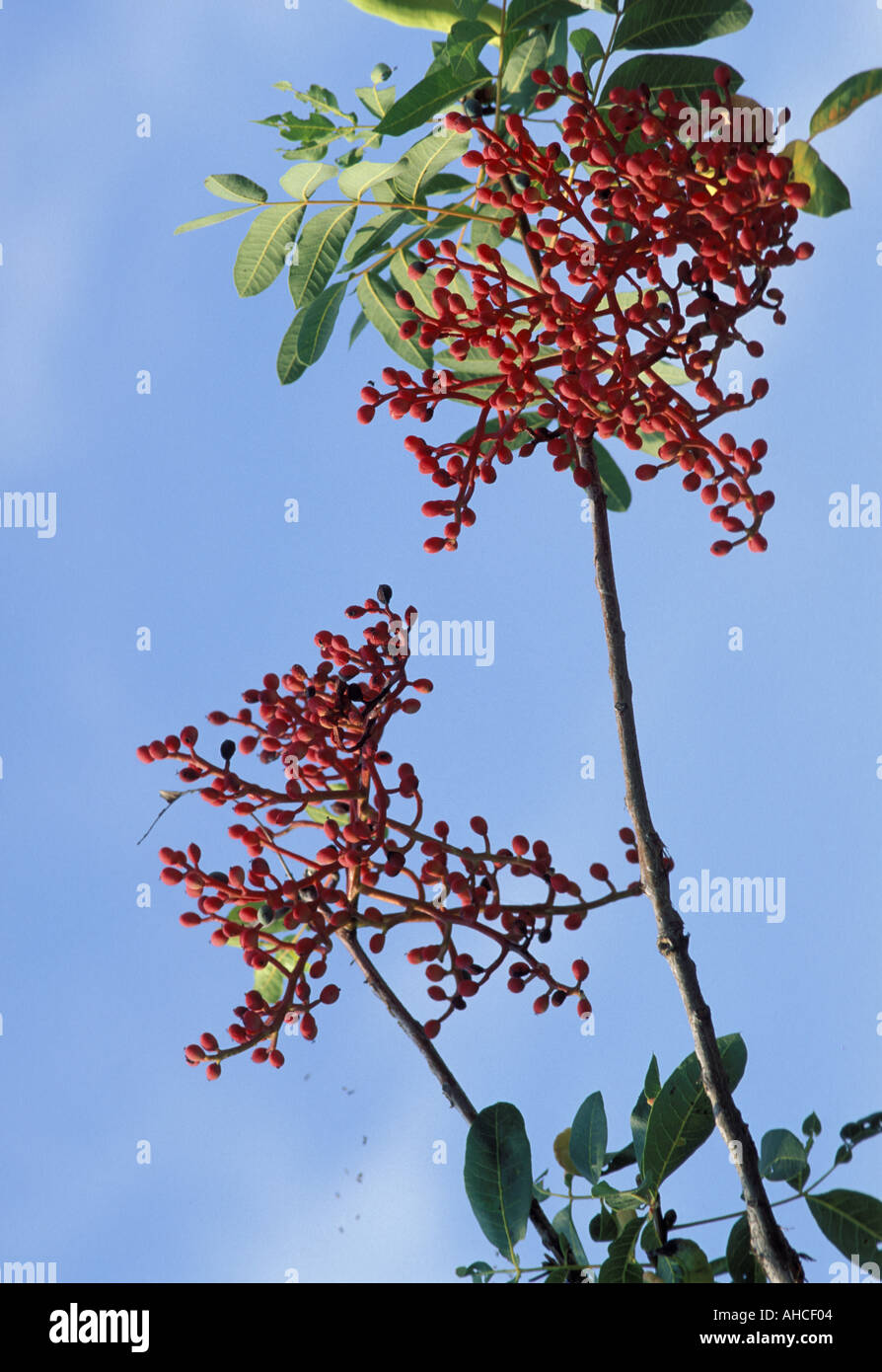 Terebinth pistacia terebinthus -Fotos und -Bildmaterial in hoher ...