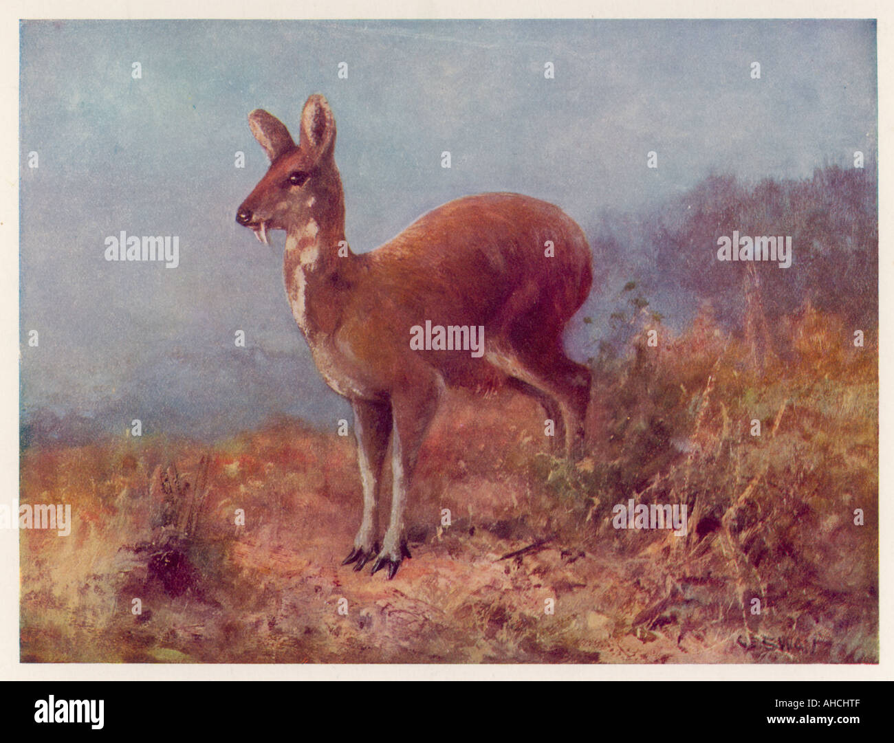 Moschus moschiferus -Fotos und -Bildmaterial in hoher Auflösung – Alamy