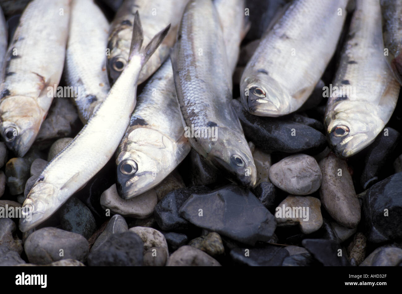 Allis Shad Stockfotos und -bilder Kaufen - Alamy