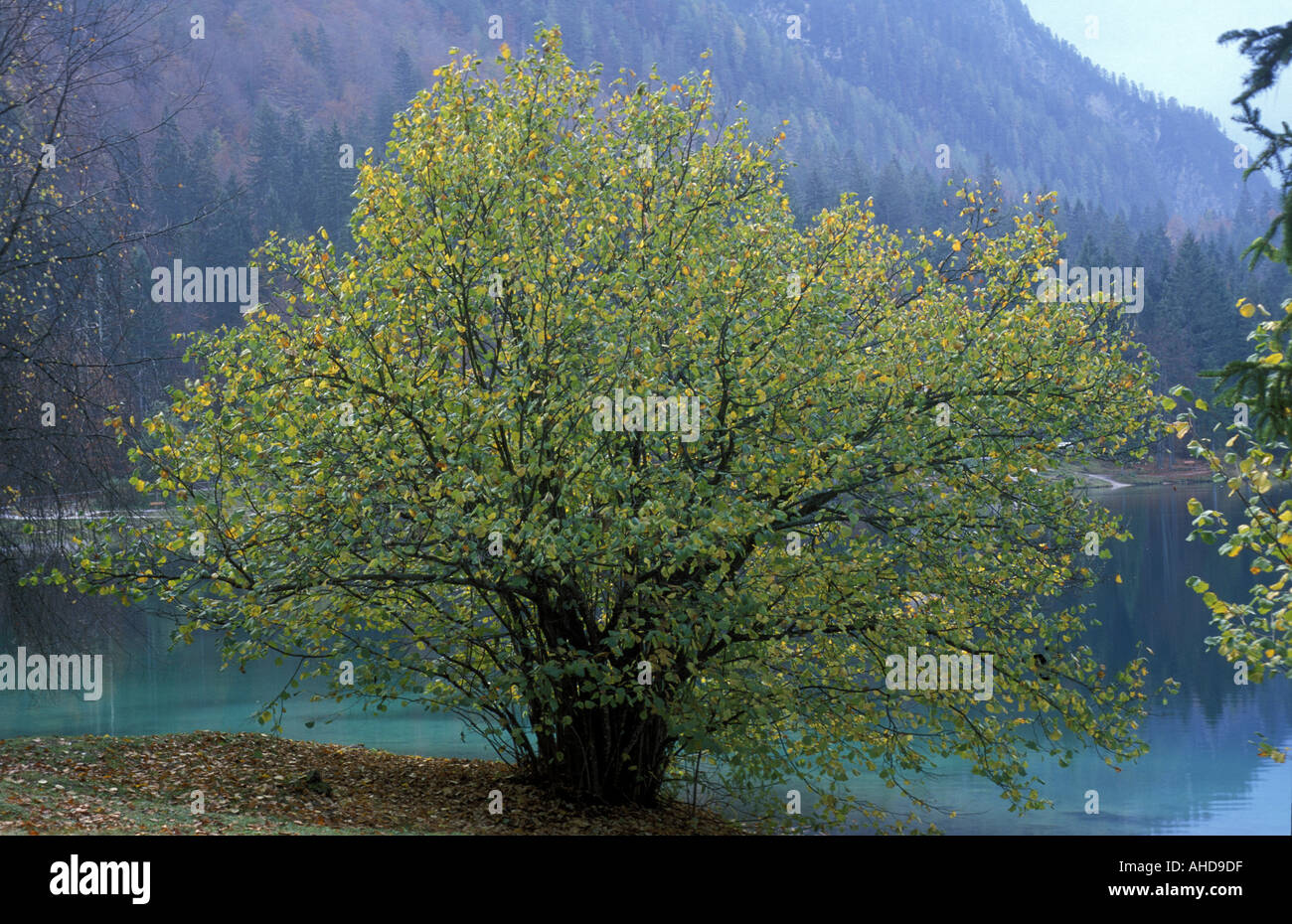 Corylus Avellana Haselnuss Baum Norditalien Stockfotografie - Alamy