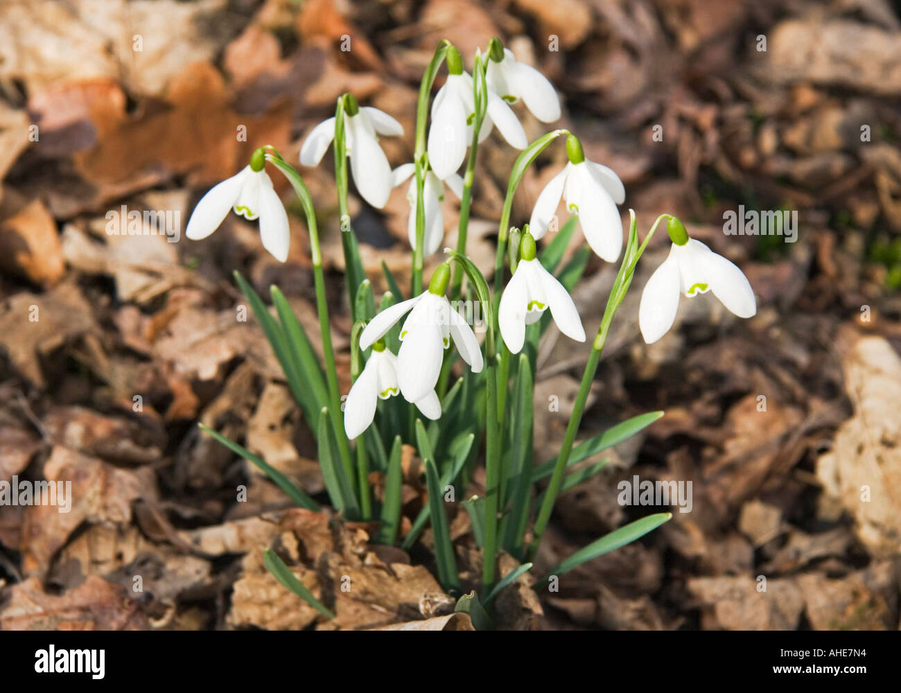 Das schneeglöckchen -Fotos und -Bildmaterial in hoher Auflösung – Alamy