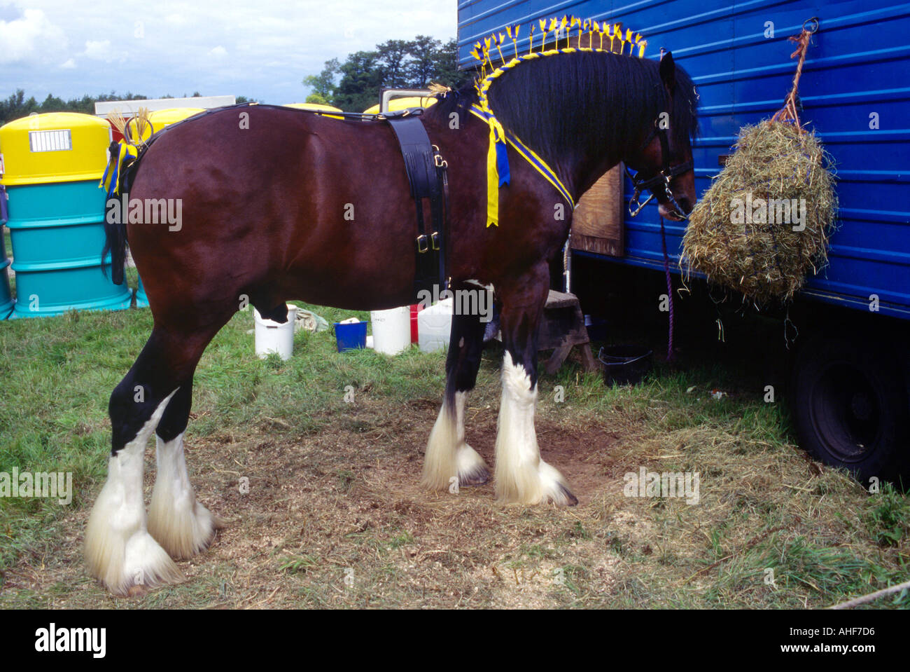 Suffolk punch horse -Fotos und -Bildmaterial in hoher Auflösung – Alamy