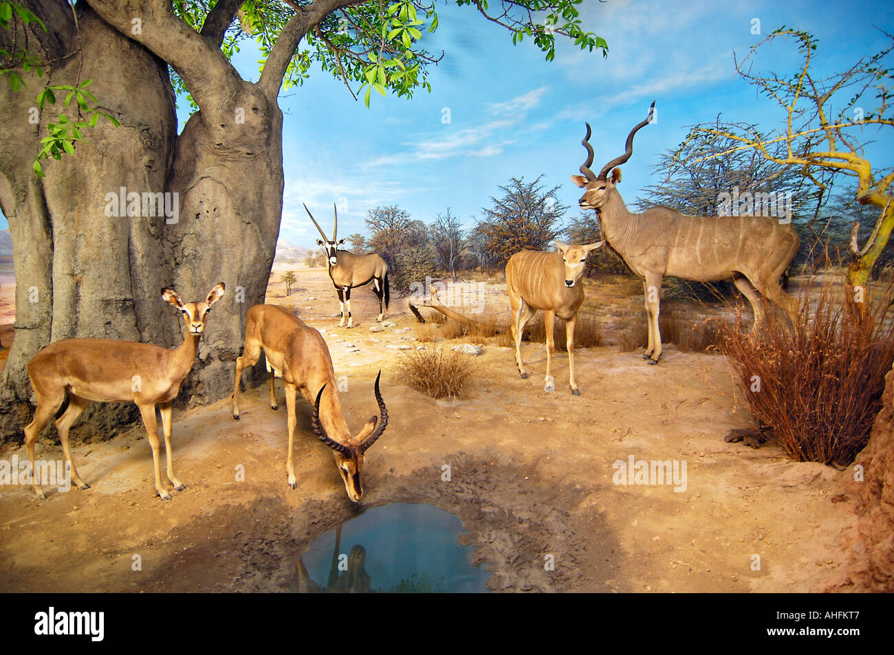 Antilopen in Afrika, Ueberseemuseum Bremen, Deutschland Stockfotografie ...