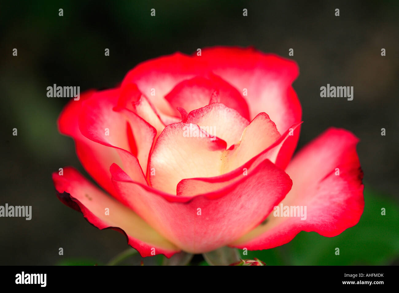 Hannah gordon rose -Fotos und -Bildmaterial in hoher Auflösung – Alamy