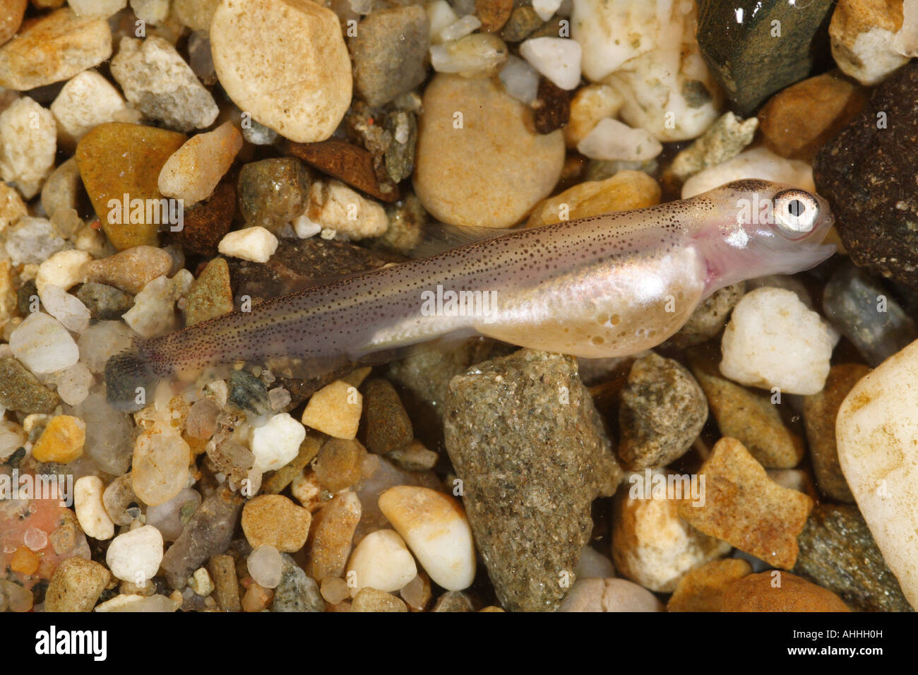 Yolk Sac Larva Stockfotos und -bilder Kaufen - Alamy