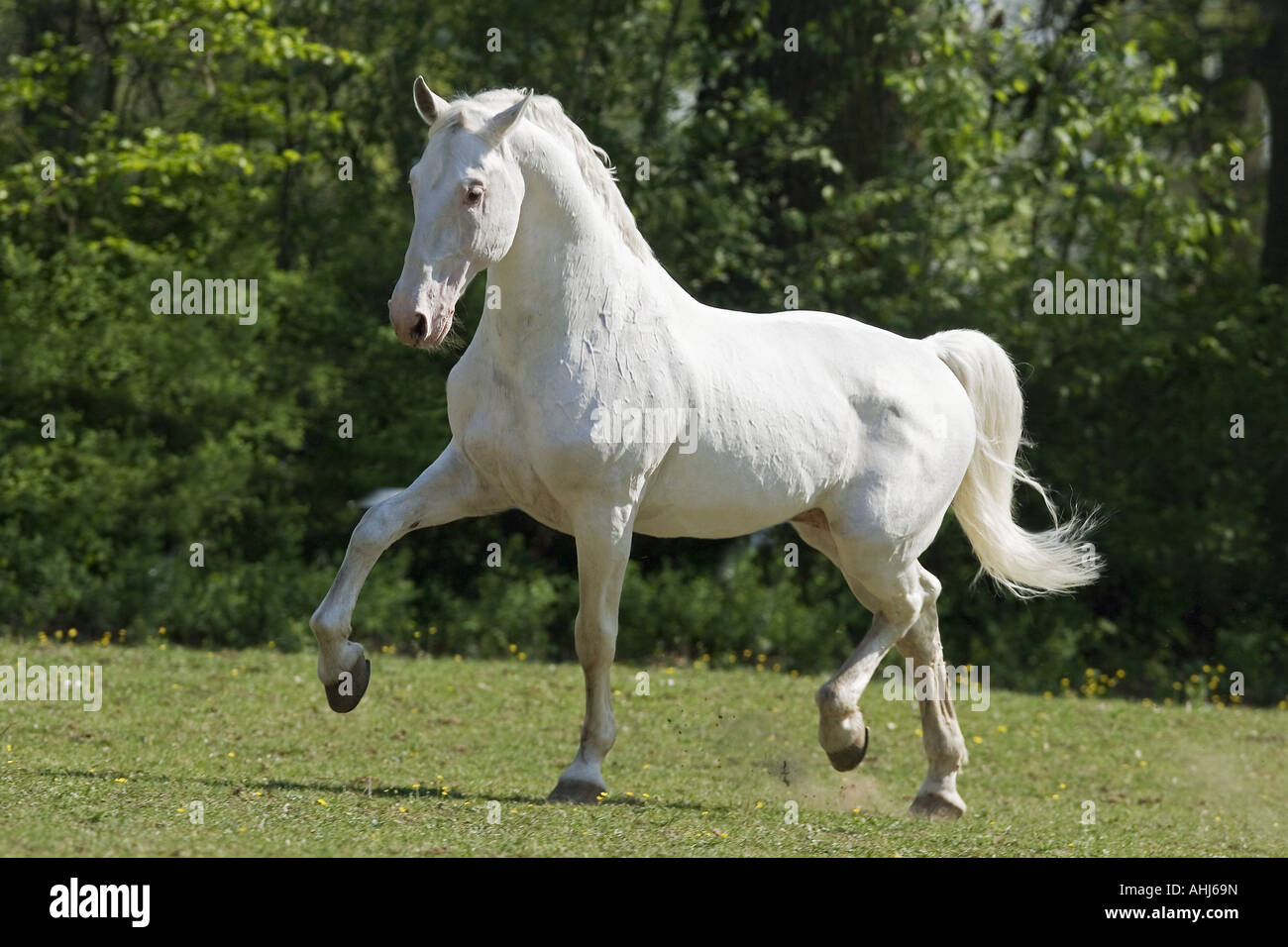 Kladruber horse meadow -Fotos und -Bildmaterial in hoher Auflösung – Alamy