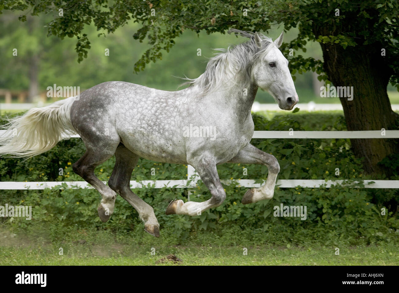 Kladruber horse meadow -Fotos und -Bildmaterial in hoher Auflösung – Alamy